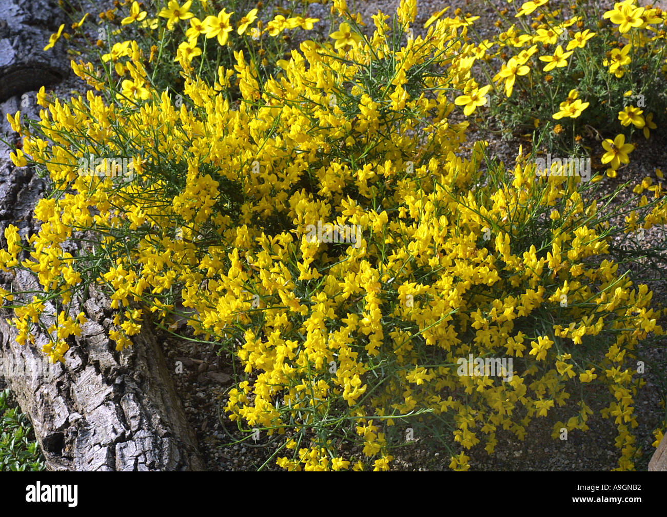 German genista hi-res stock photography and images - Alamy