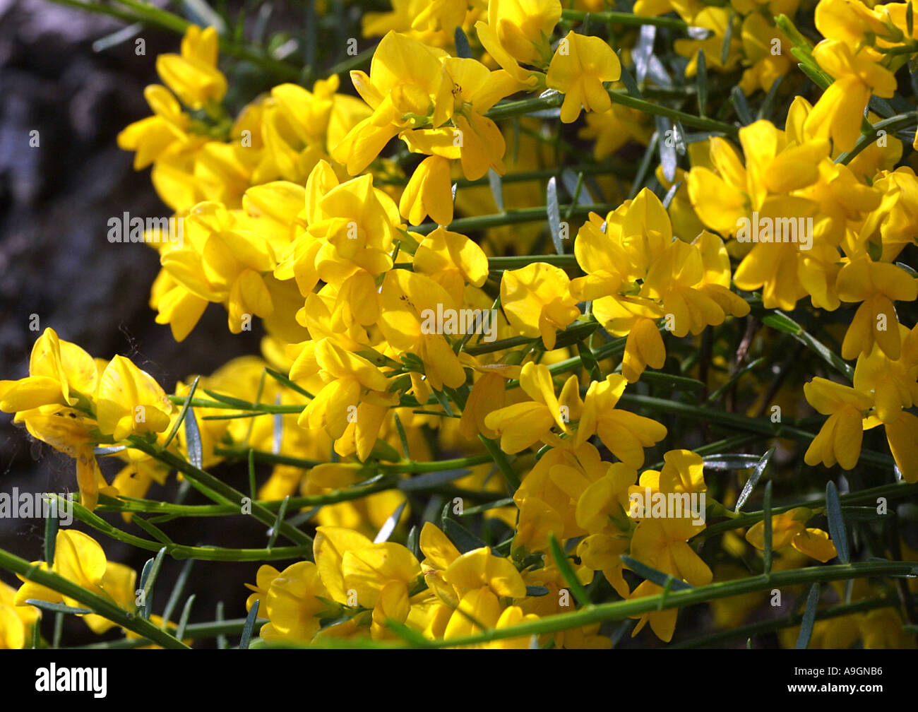 Genista plant hi-res stock photography and images - Alamy