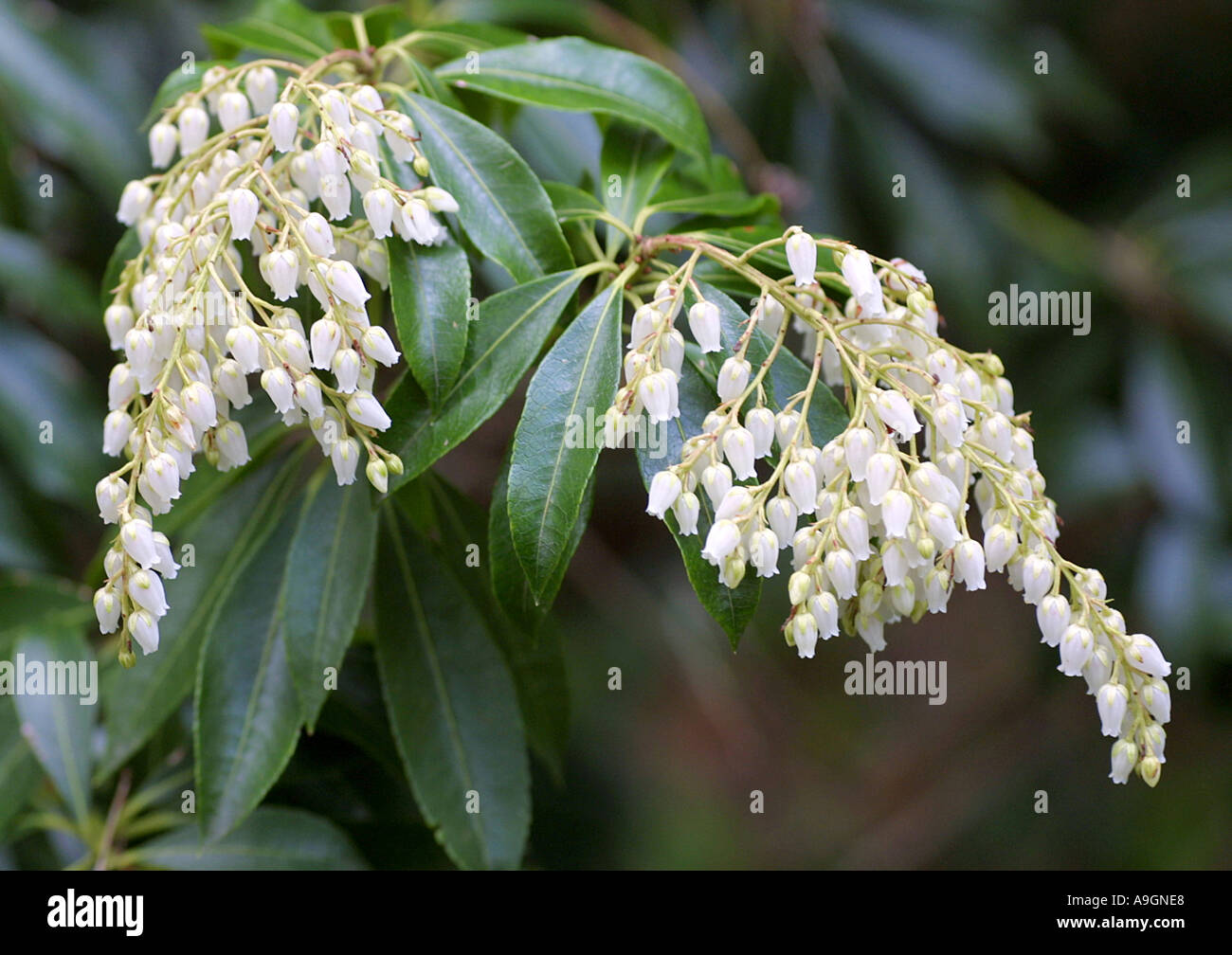 Dwarf pieris hi-res stock photography and images - Alamy