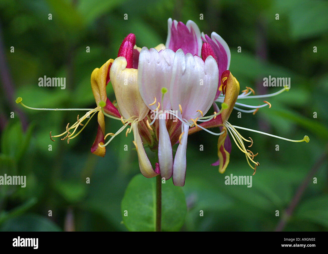 Honeysuckle seed hi-res stock photography and images - Alamy