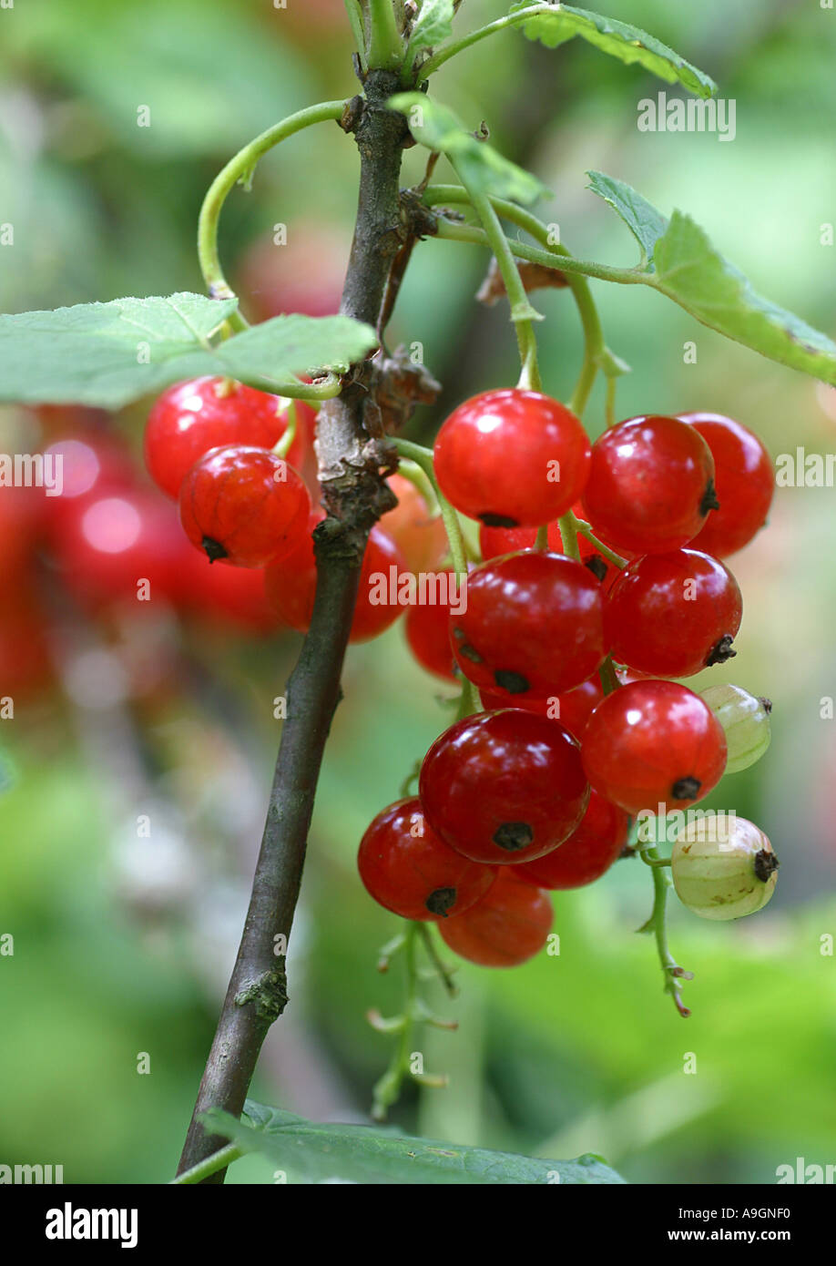 Shining currant hi-res stock photography and images - Alamy