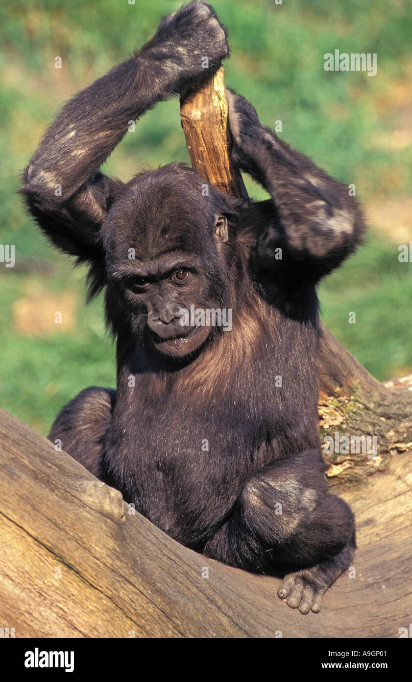 Scratching back monkey hi-res stock photography and images - Alamy