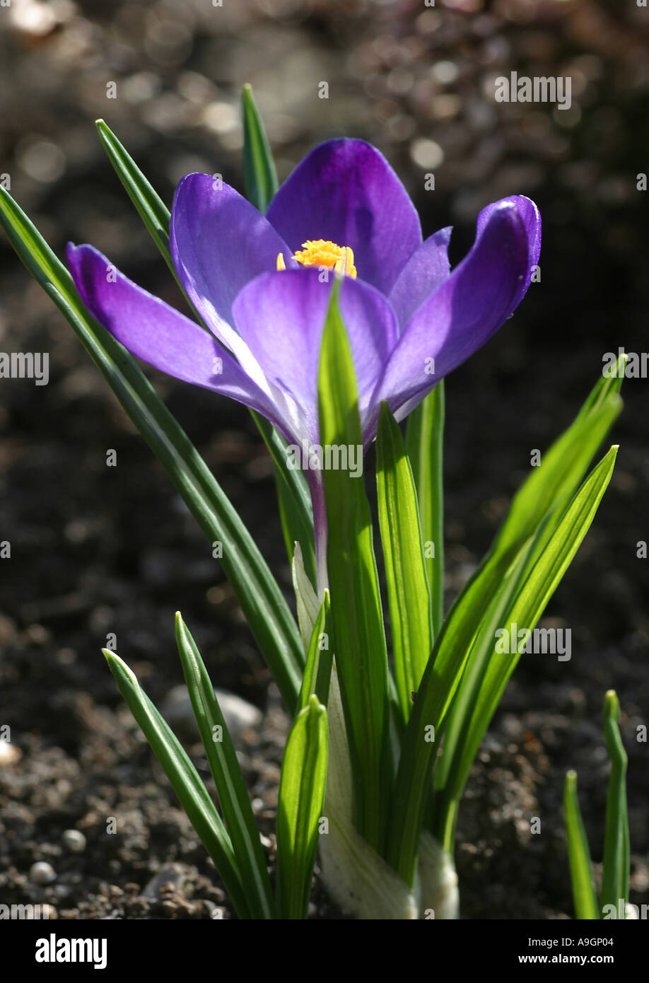 Dutch iris hi-res stock photography and images - Alamy