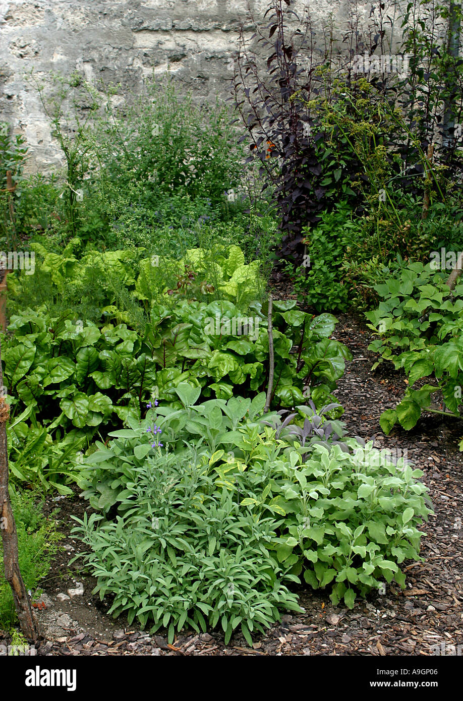herbs and vegetable patch Stock Photo - Alamy