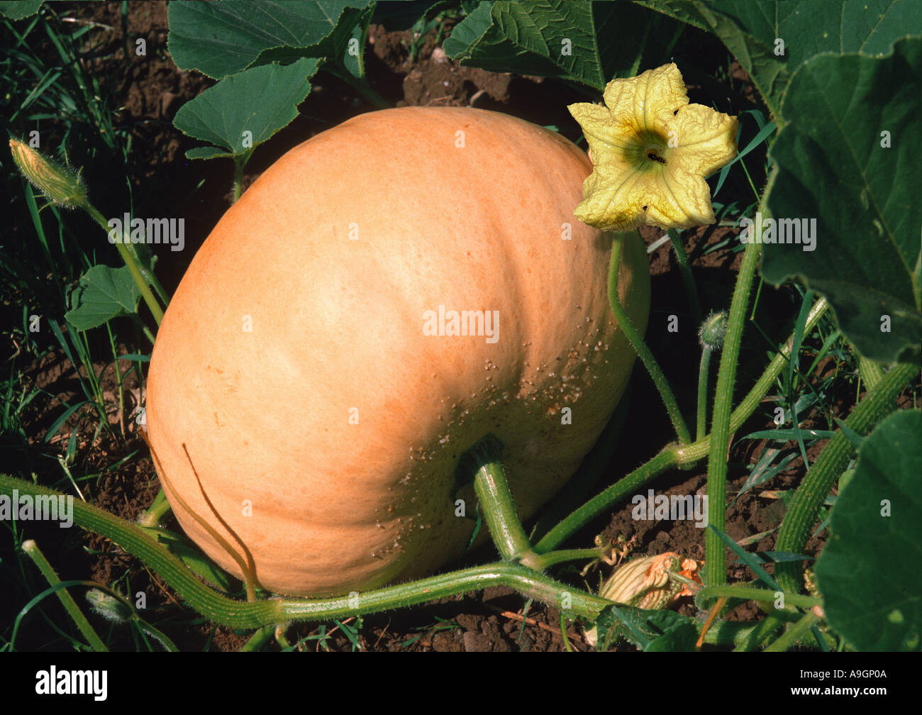 marrow, field pumpkin (Cucurbita pepo), mature fruit Stock Photo - Alamy