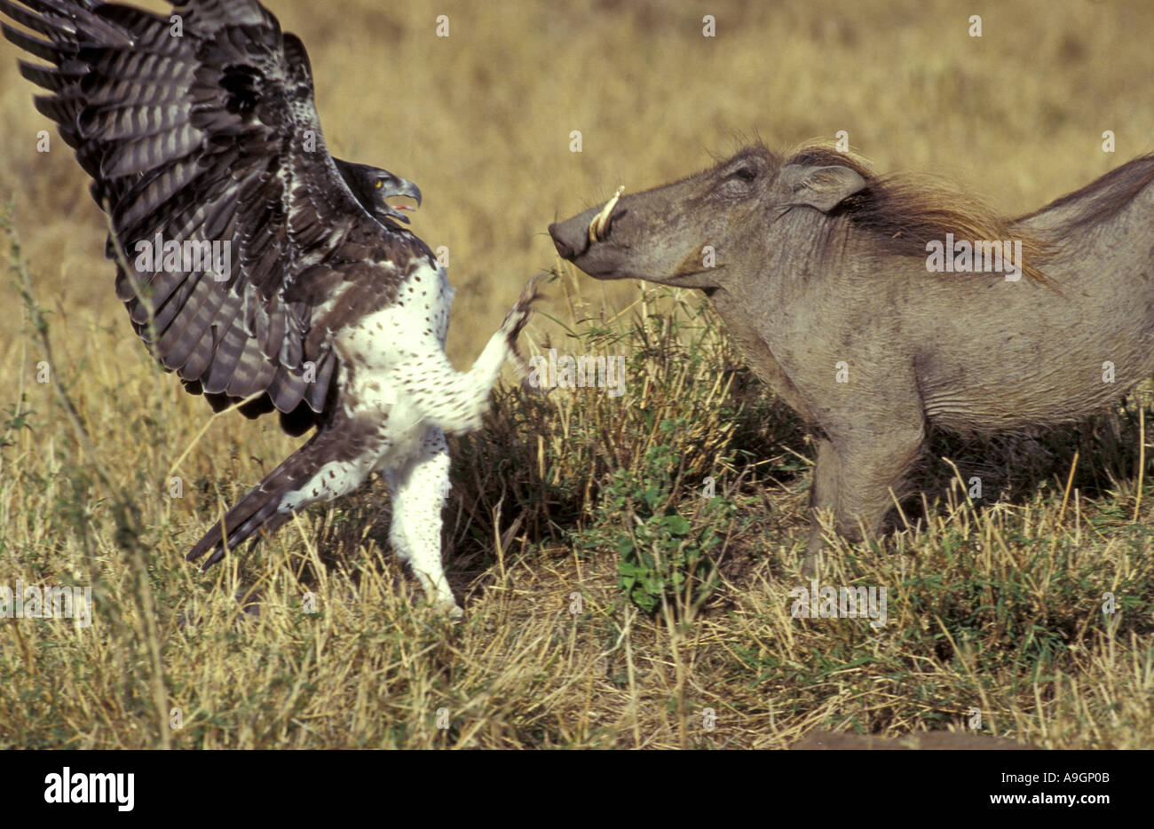 Angry birds pig High Resolution Stock Photography and Images - Alamy