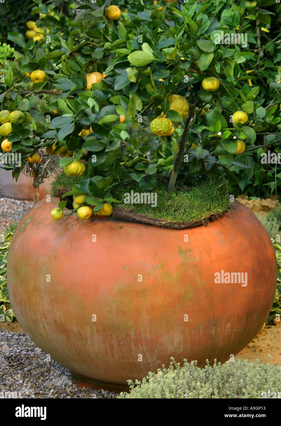 pear lemon (Citrus limetta), potted plant Stock Photo - Alamy