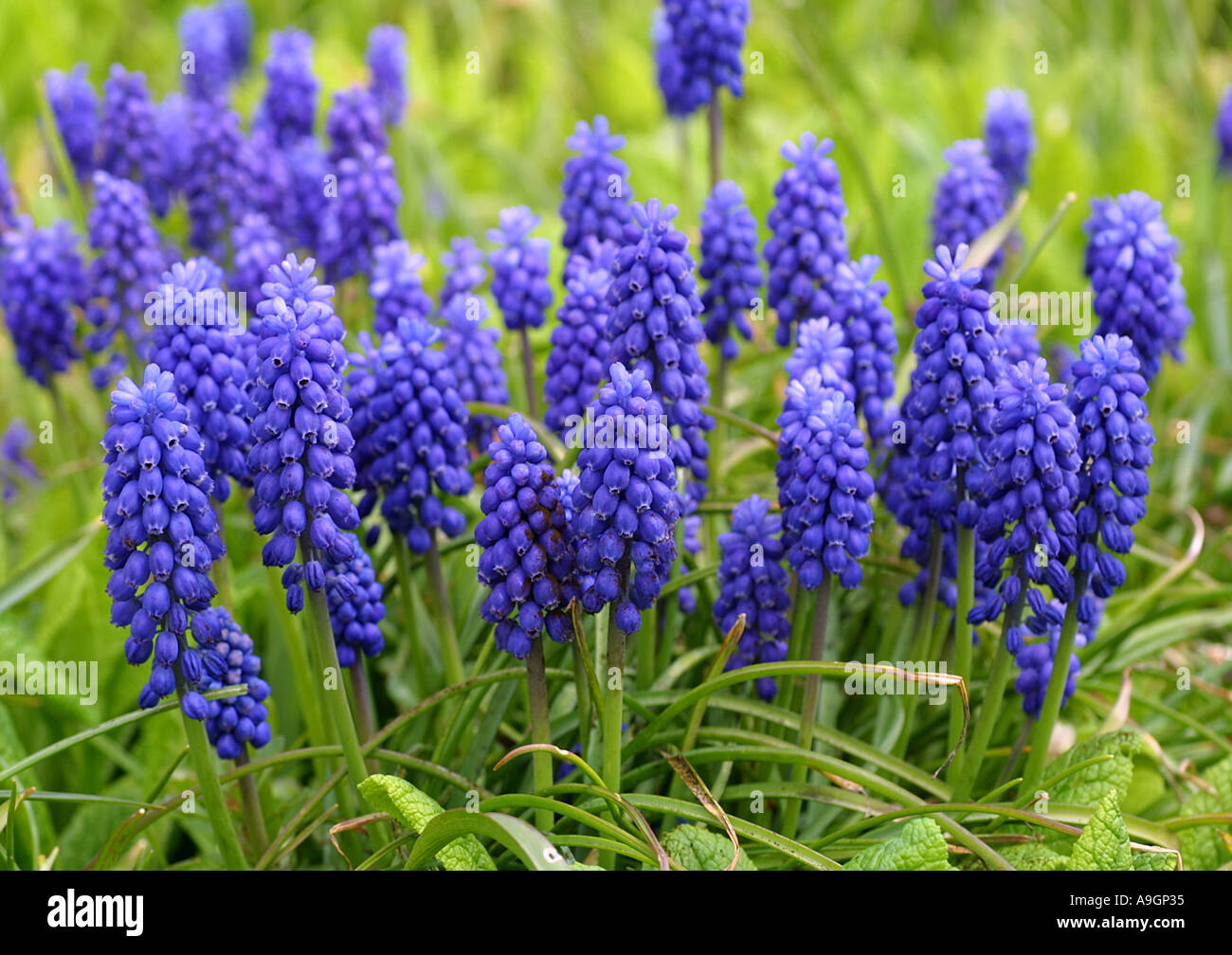 Muscari Botryoides