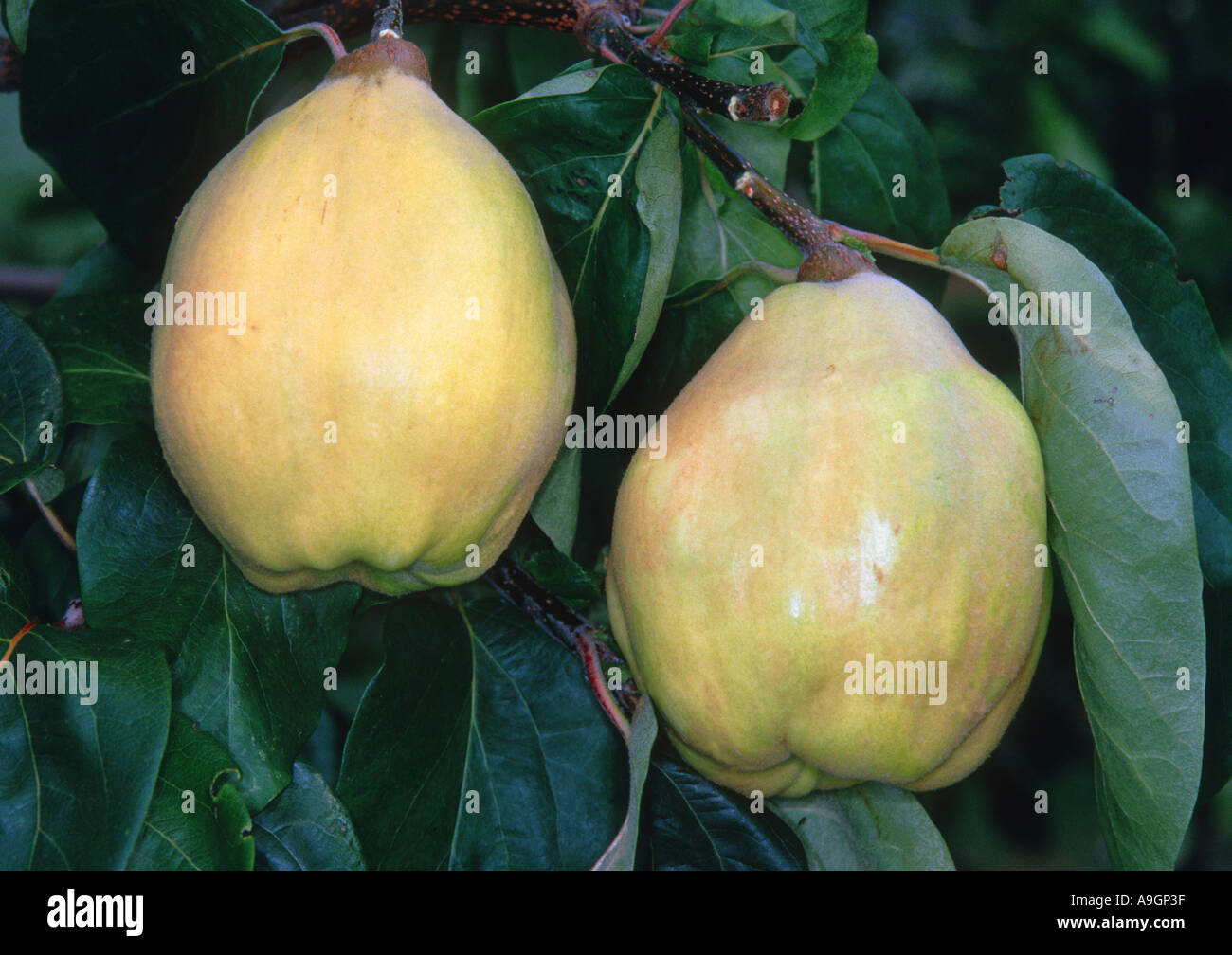 Cydonia rosaceae hi-res stock photography and images - Alamy