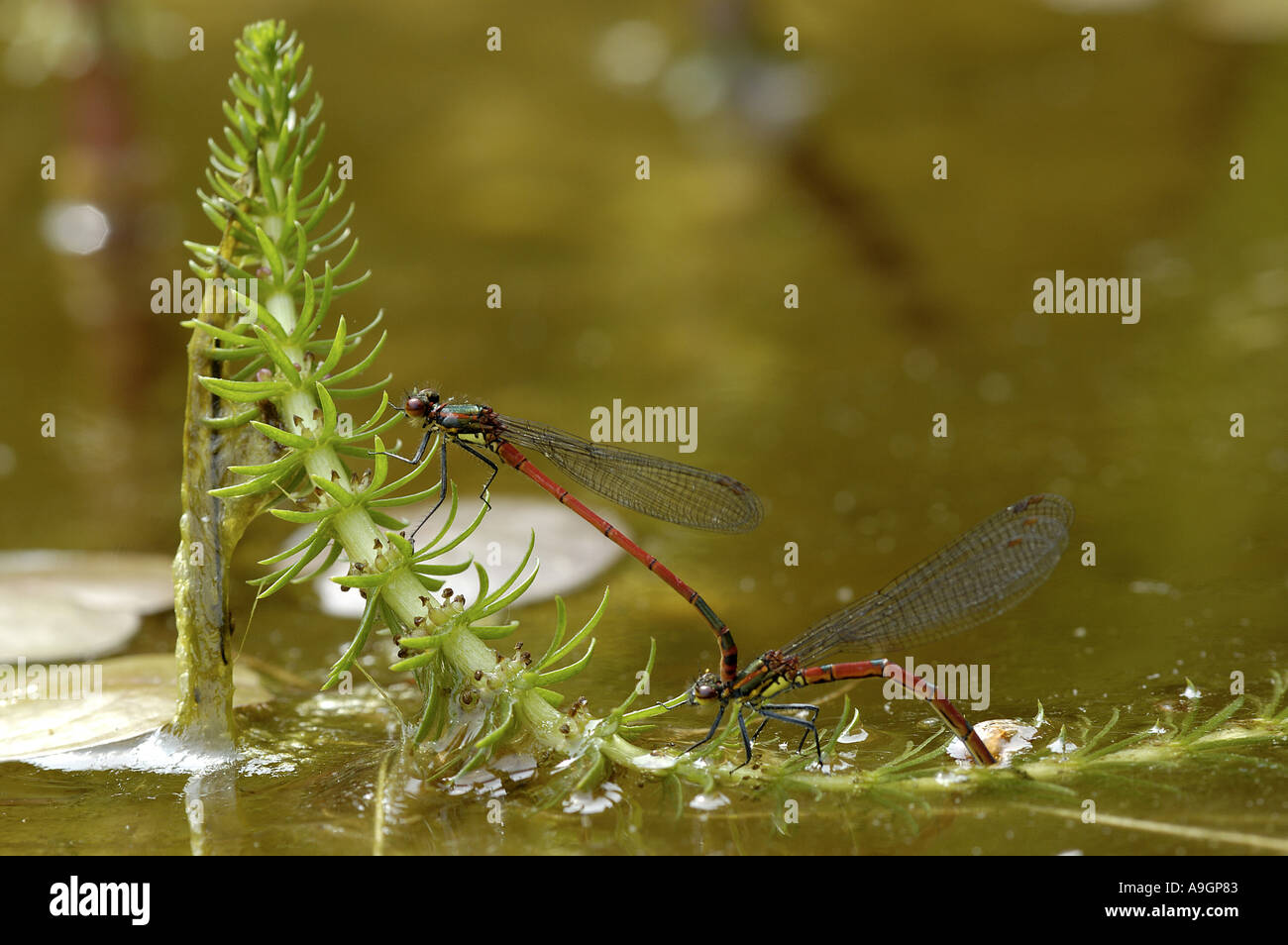 Egg deposition on mares tail hi-res stock photography and images - Alamy