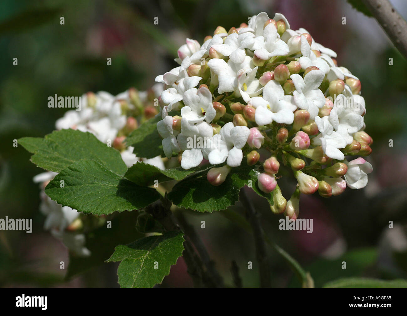 Viburnum carlesii spring flower hi-res stock photography and images - Alamy