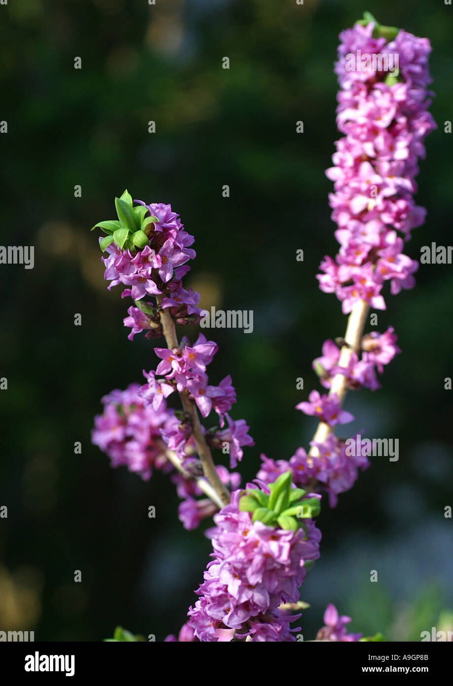 mezereon, February daphne (Daphne mezereum Stock Photo - Alamy