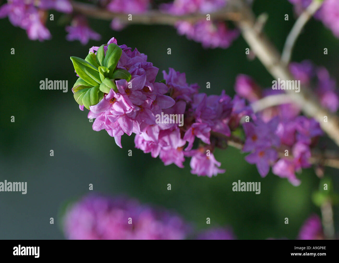 mezereon, February daphne (Daphne mezereum), inflorescence Stock Photo ...