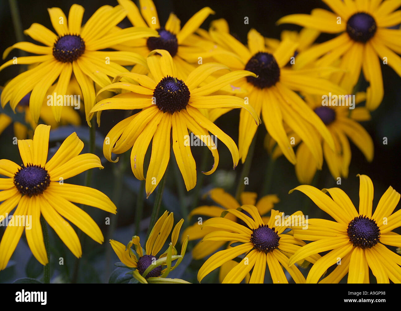 Great cone flower hi-res stock photography and images - Alamy