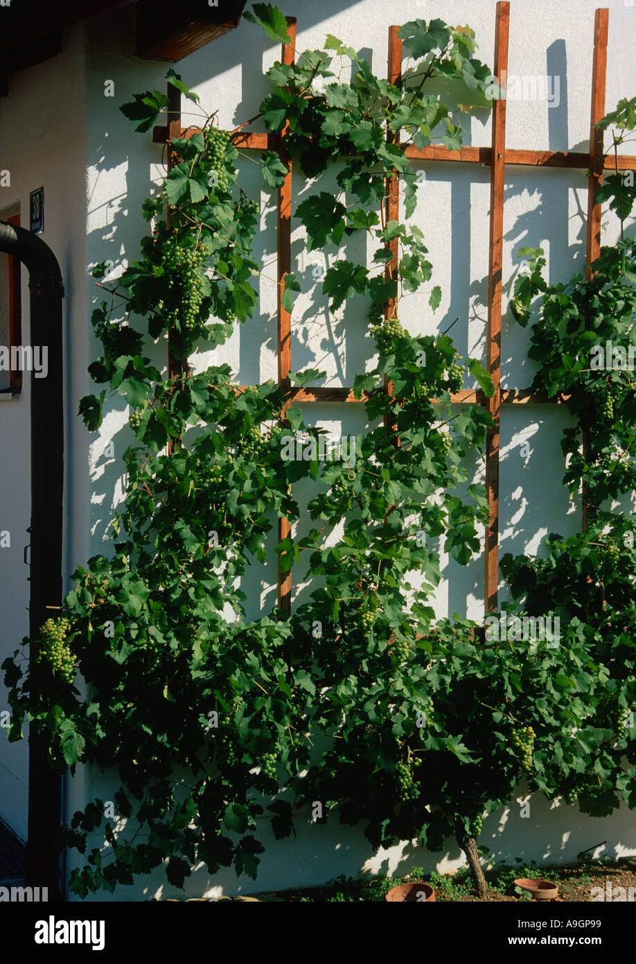 grape-vine, vine (Vitis vinifera), at wall Stock Photo - Alamy
