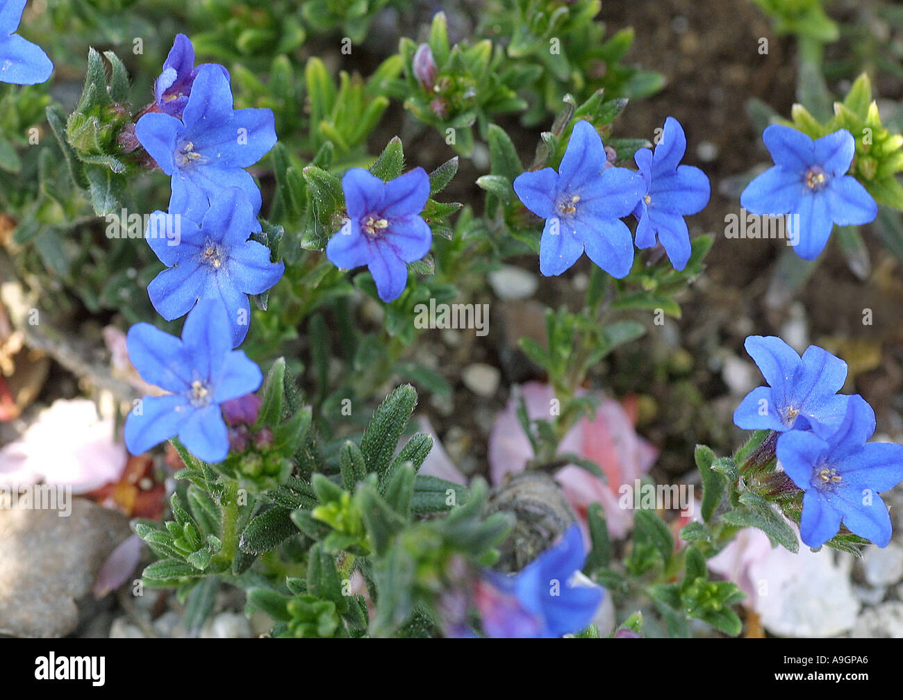 Lithodora hi-res stock photography and images - Alamy