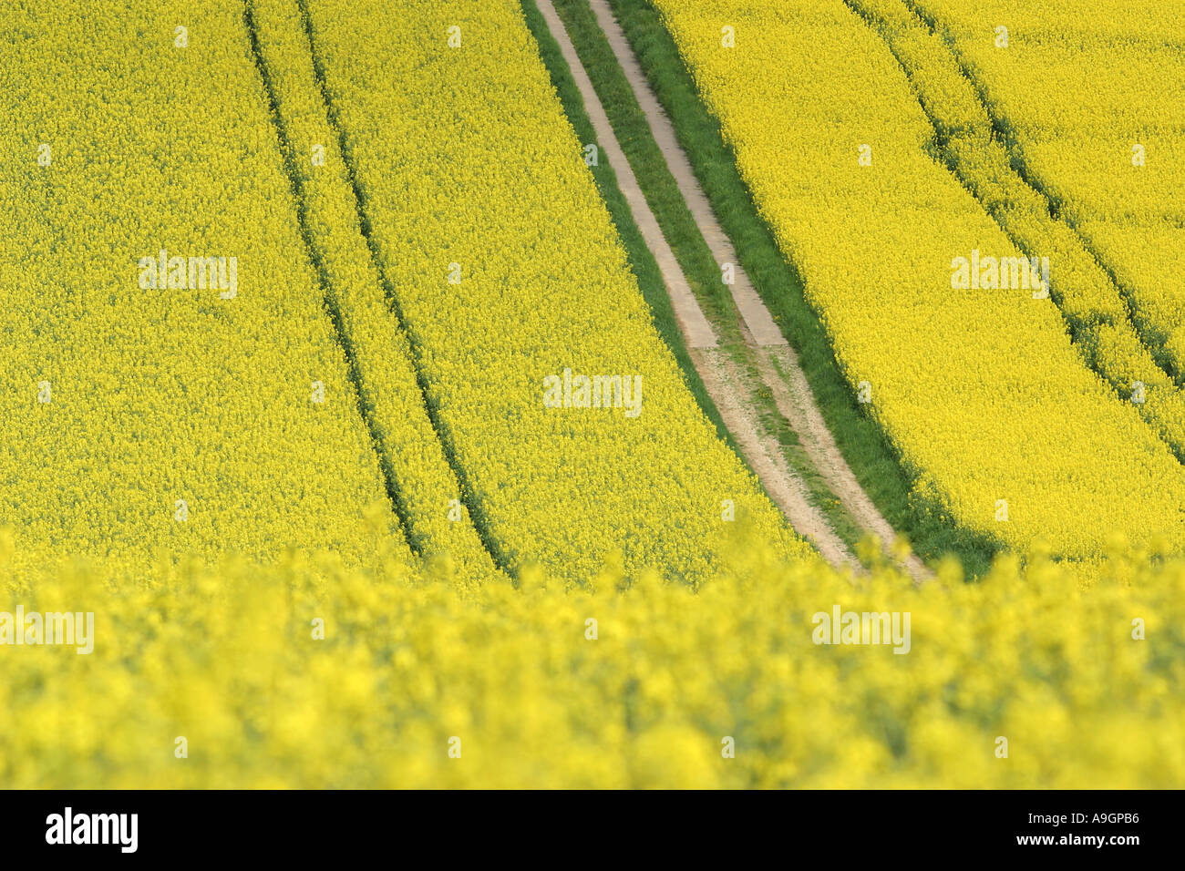 rape, turnip (Brassica napus), rape field, Germany, Bavaria, Bad ...
