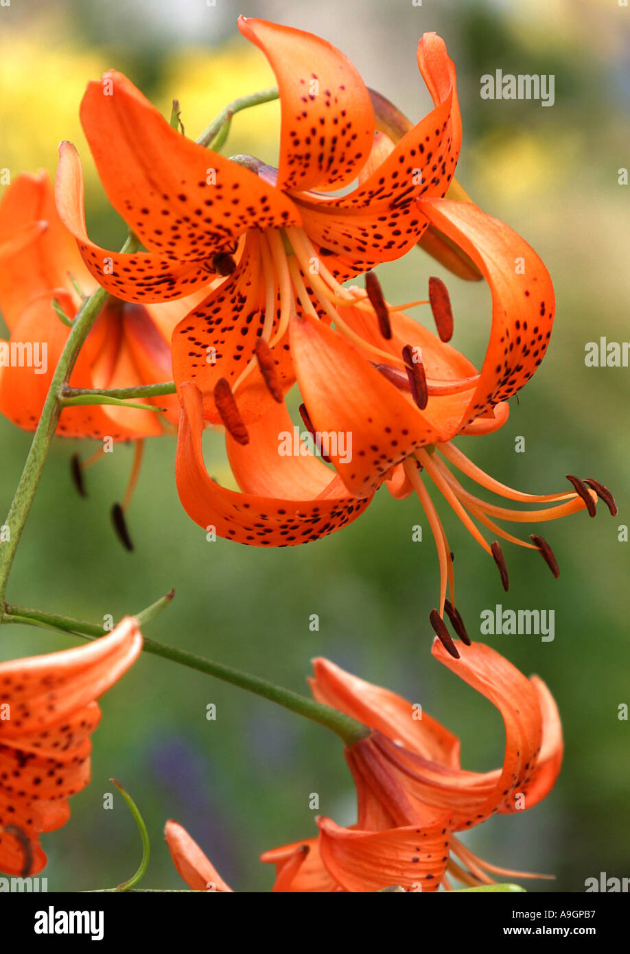 tiger lily (Lilium tigrinum), detail of a blossom Stock Photo - Alamy