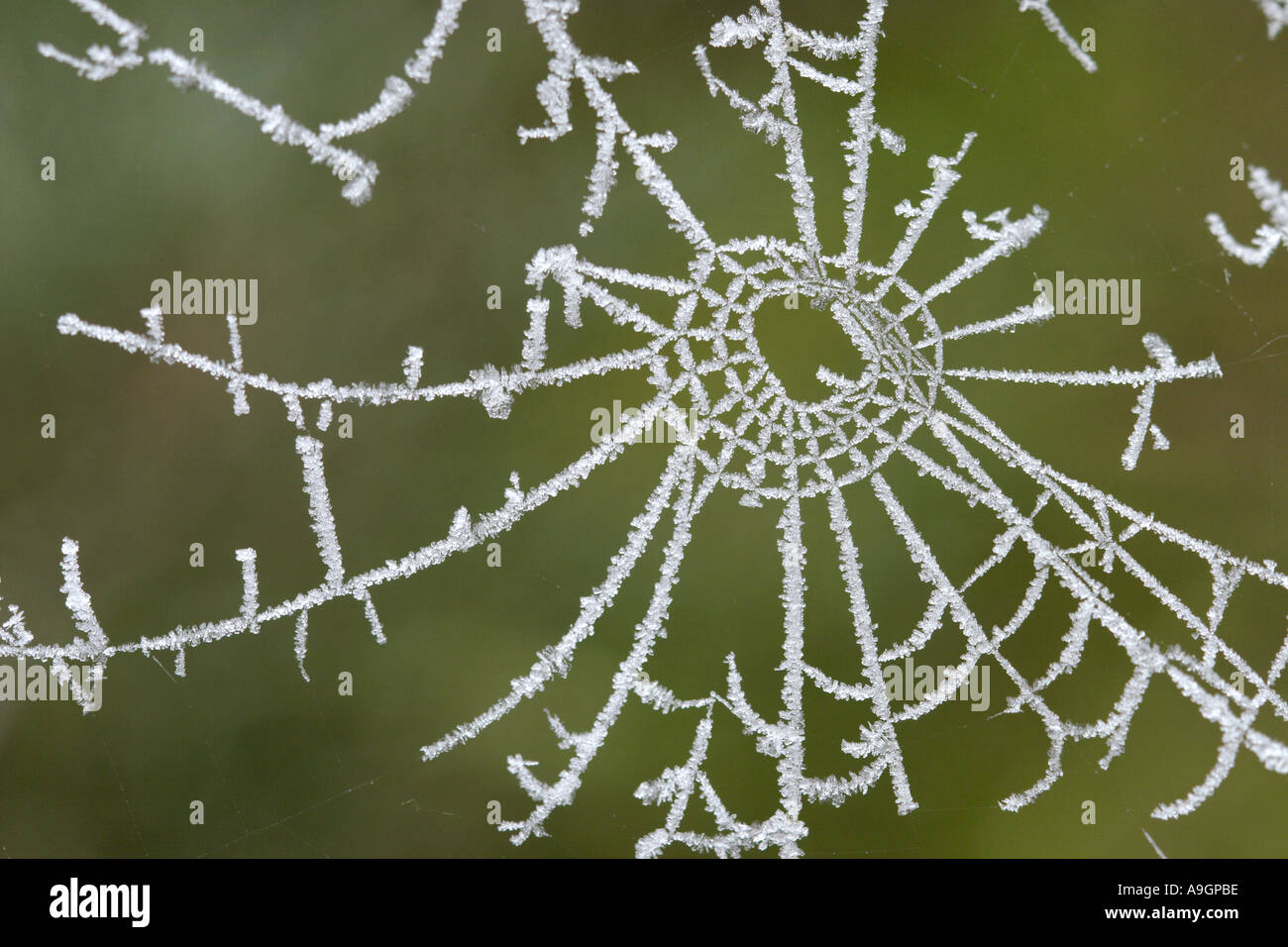spider web, net of a spider with white frost, Germany, Bavaria, Bad ...