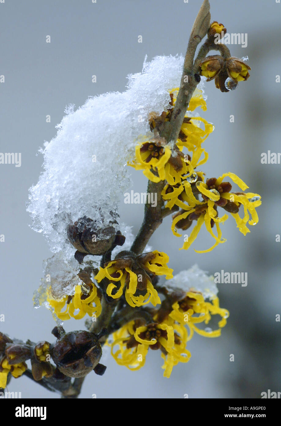 Witch hazel family hi-res stock photography and images - Alamy