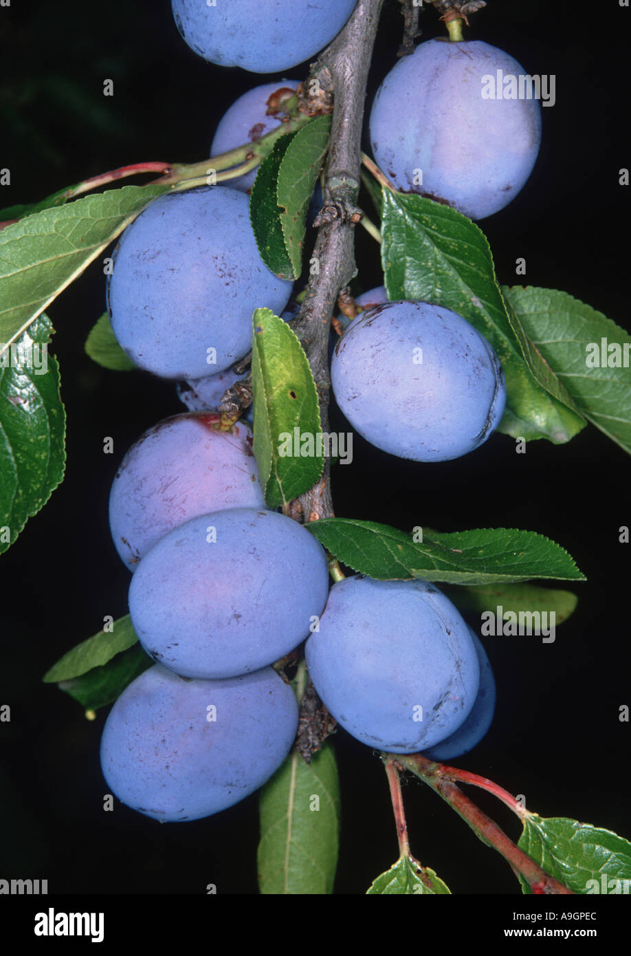 Prunus domestica seed hi-res stock photography and images - Alamy