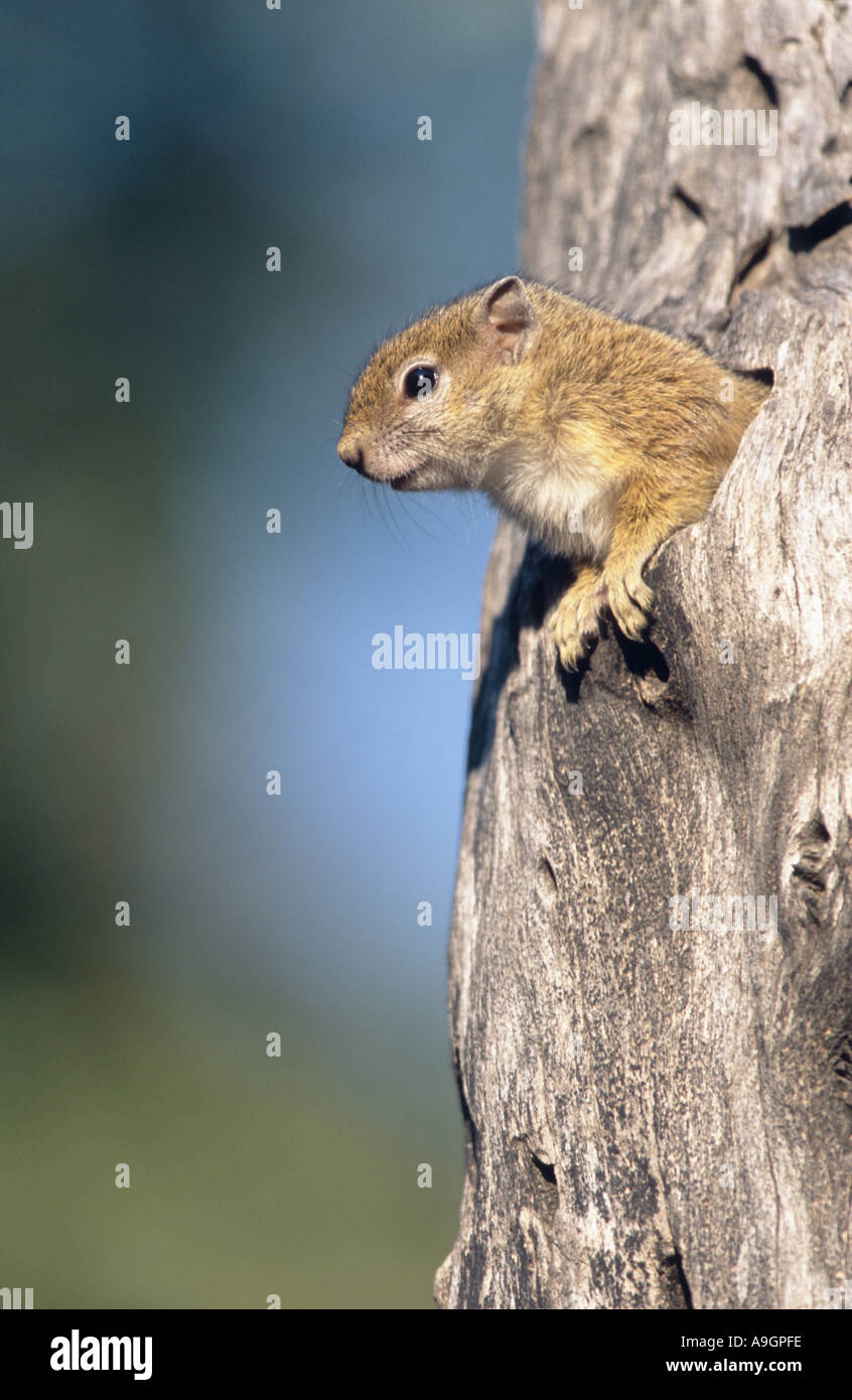Smiths bush squirrels paraxerus cepapi hi-res stock photography and ...