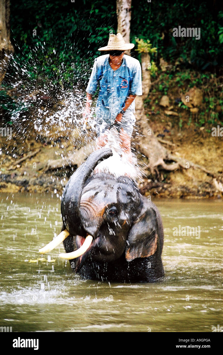 Asiatic elephant, Asian elephant (Elephas maximus), man riding on ...