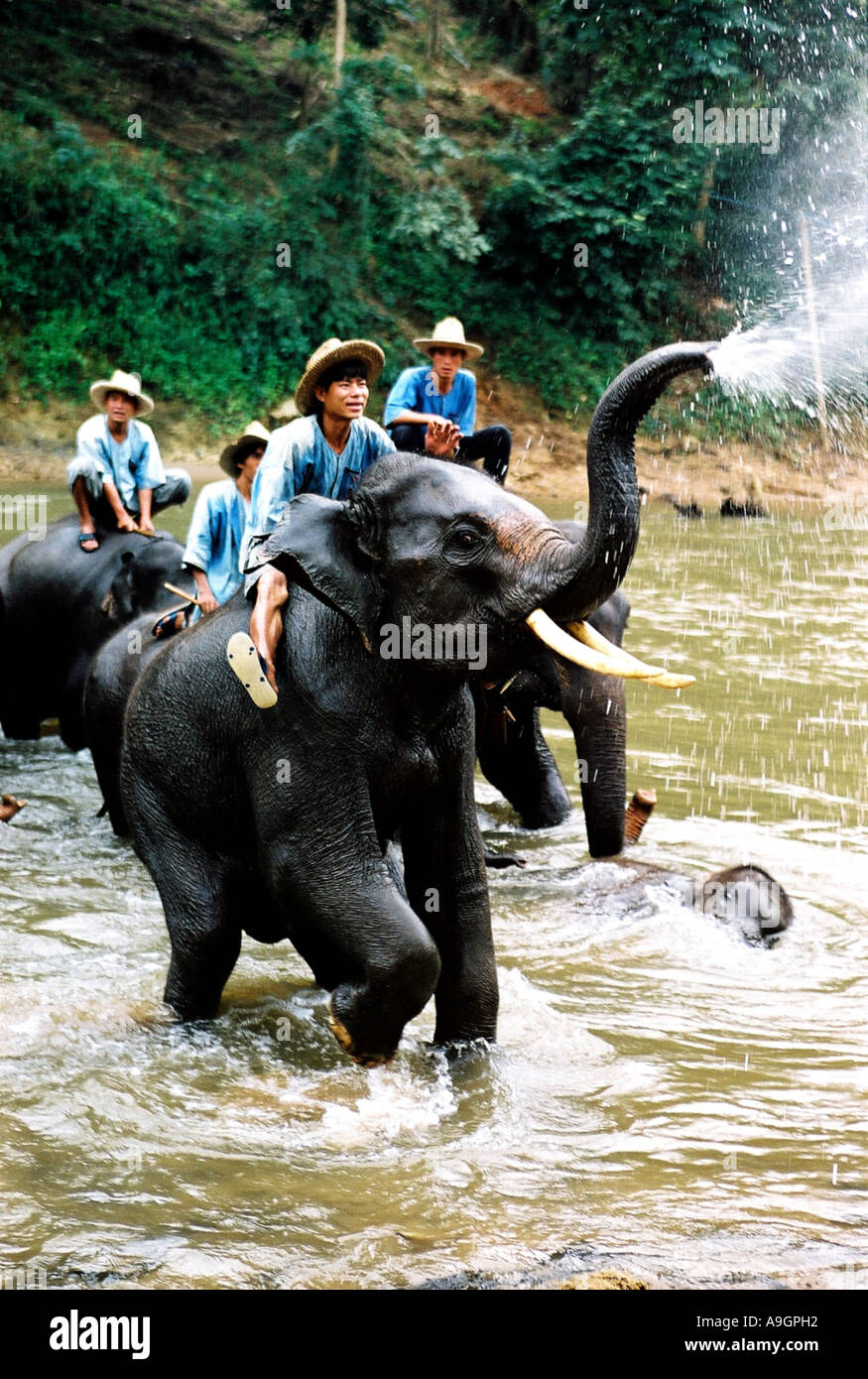 Asiatic elephant, Asian elephant (Elephas maximus), men riding on ...