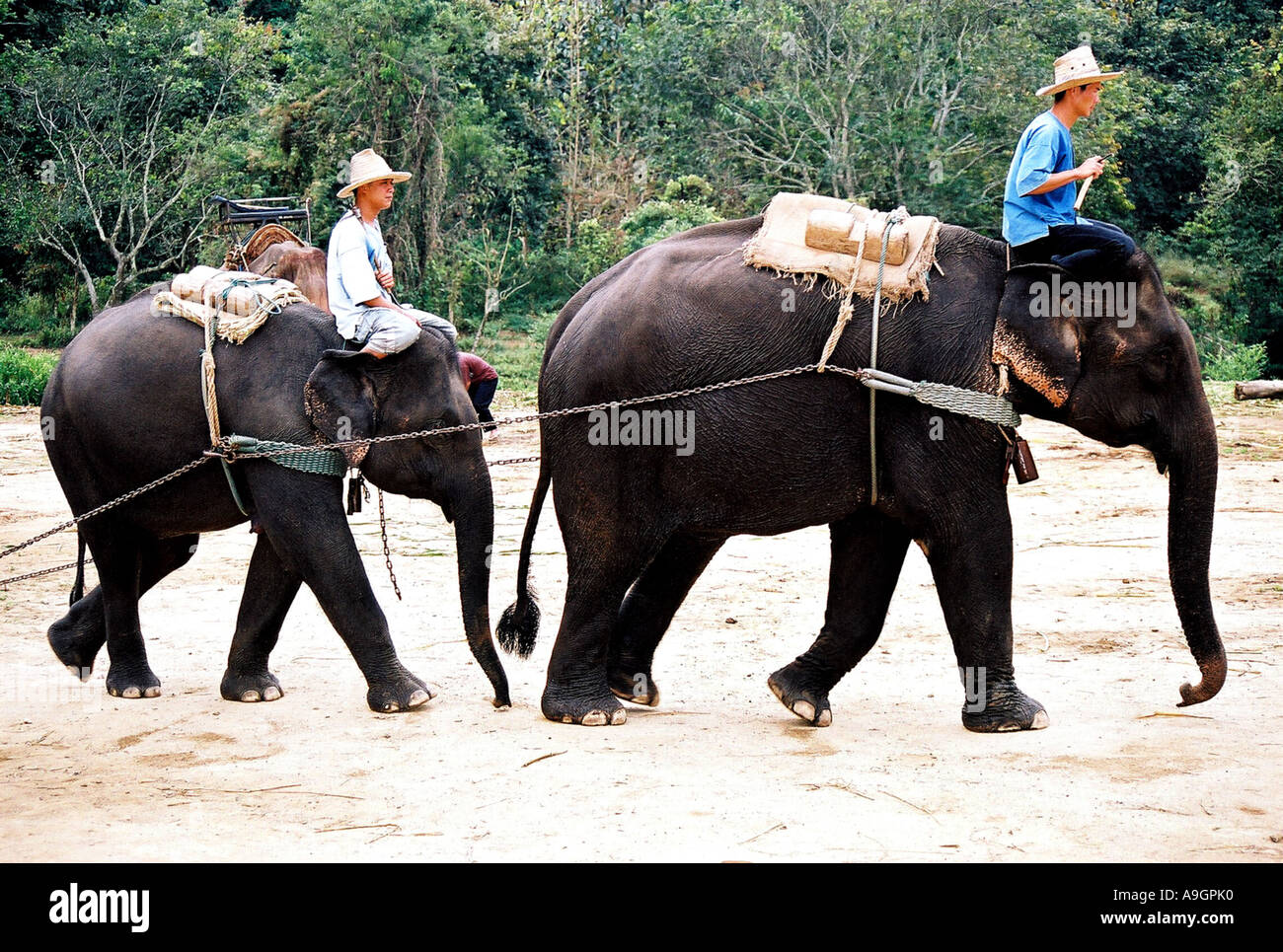 Riding on an elephant hi-res stock photography and images - Alamy