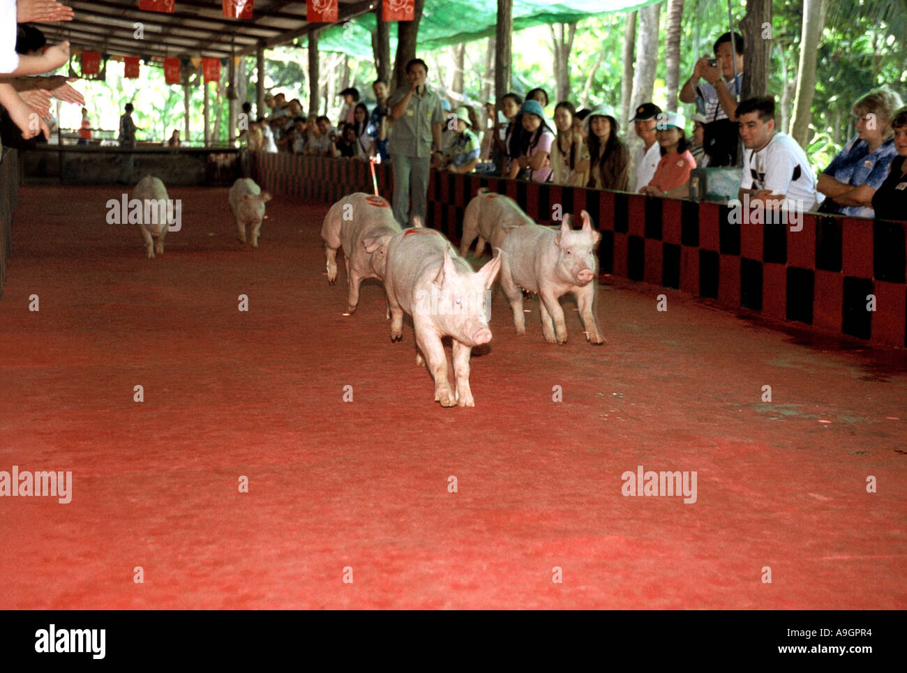 Pig race in thailand hi-res stock photography and images - Alamy
