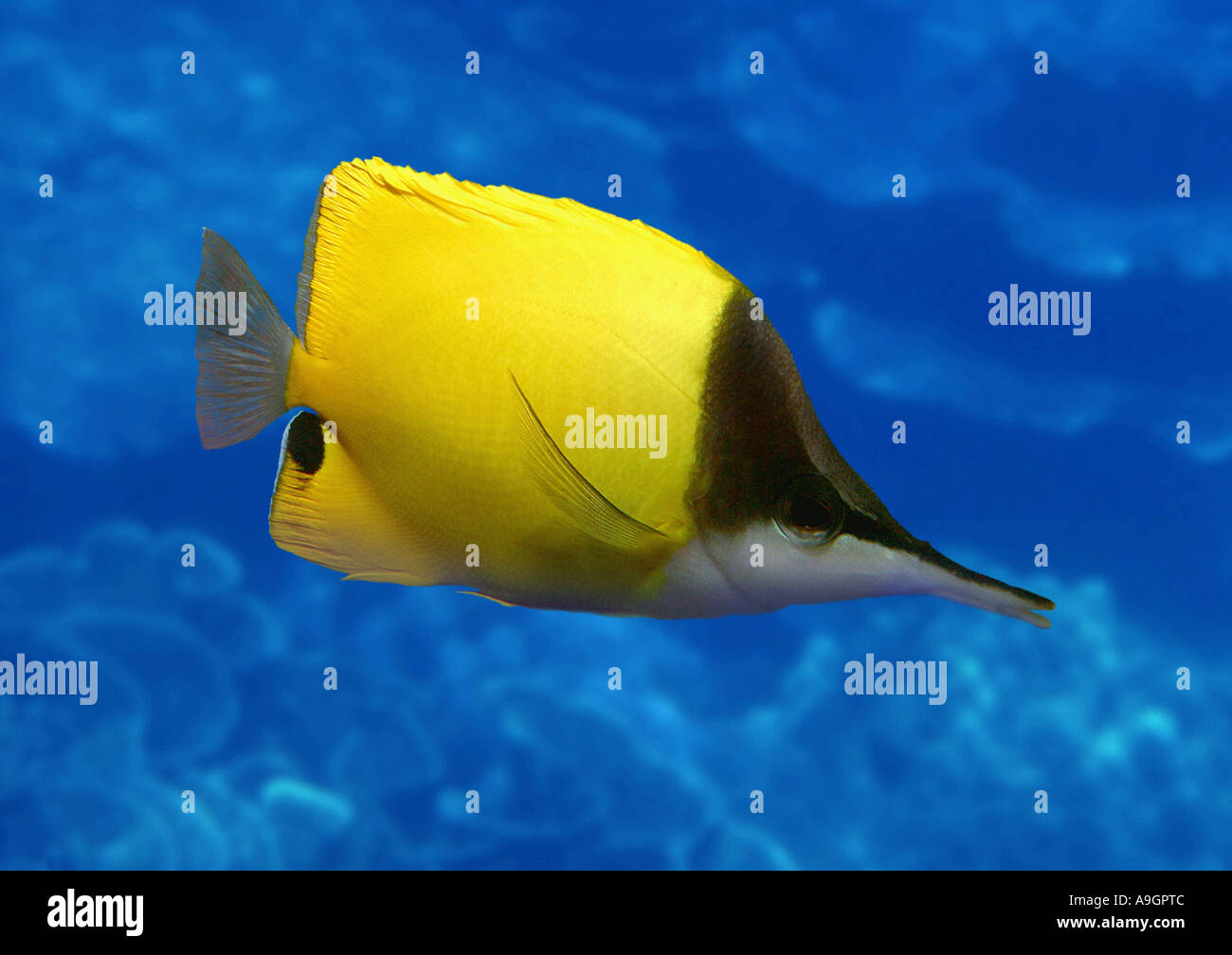 Longnose butterflyfish hi-res stock photography and images - Alamy