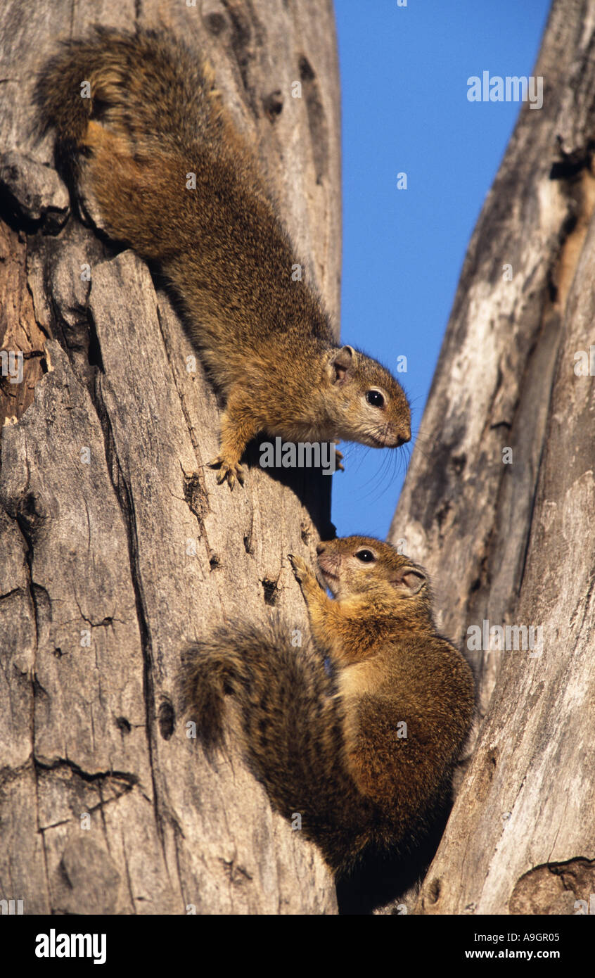 smith's bush squirrel (Paraxerus cepapi), warming-up in the morning sun ...