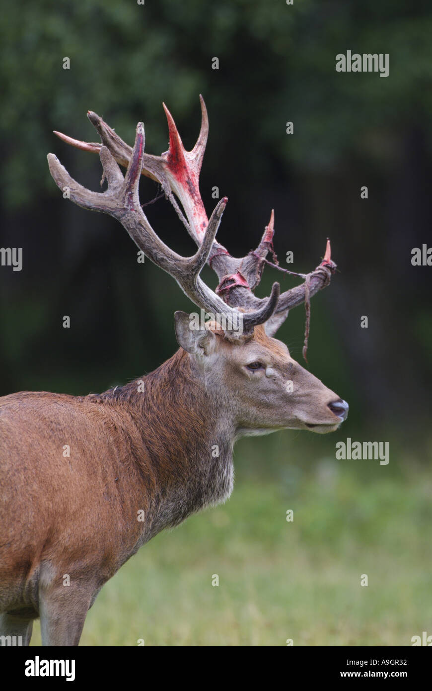 Bloody antlers hi-res stock photography and images - Alamy