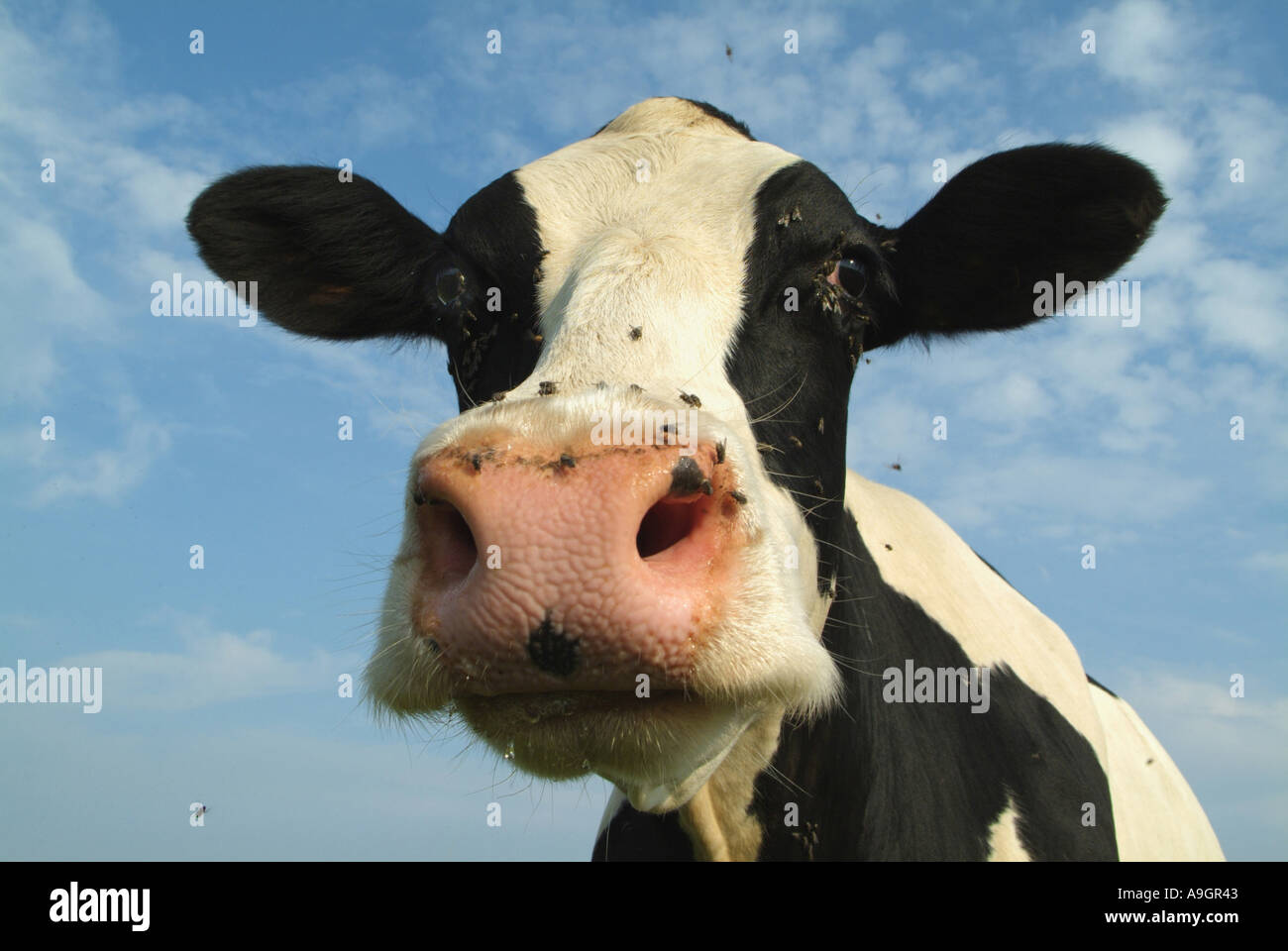 Holstein cow bos primigenius f taurus hi-res stock photography and ...