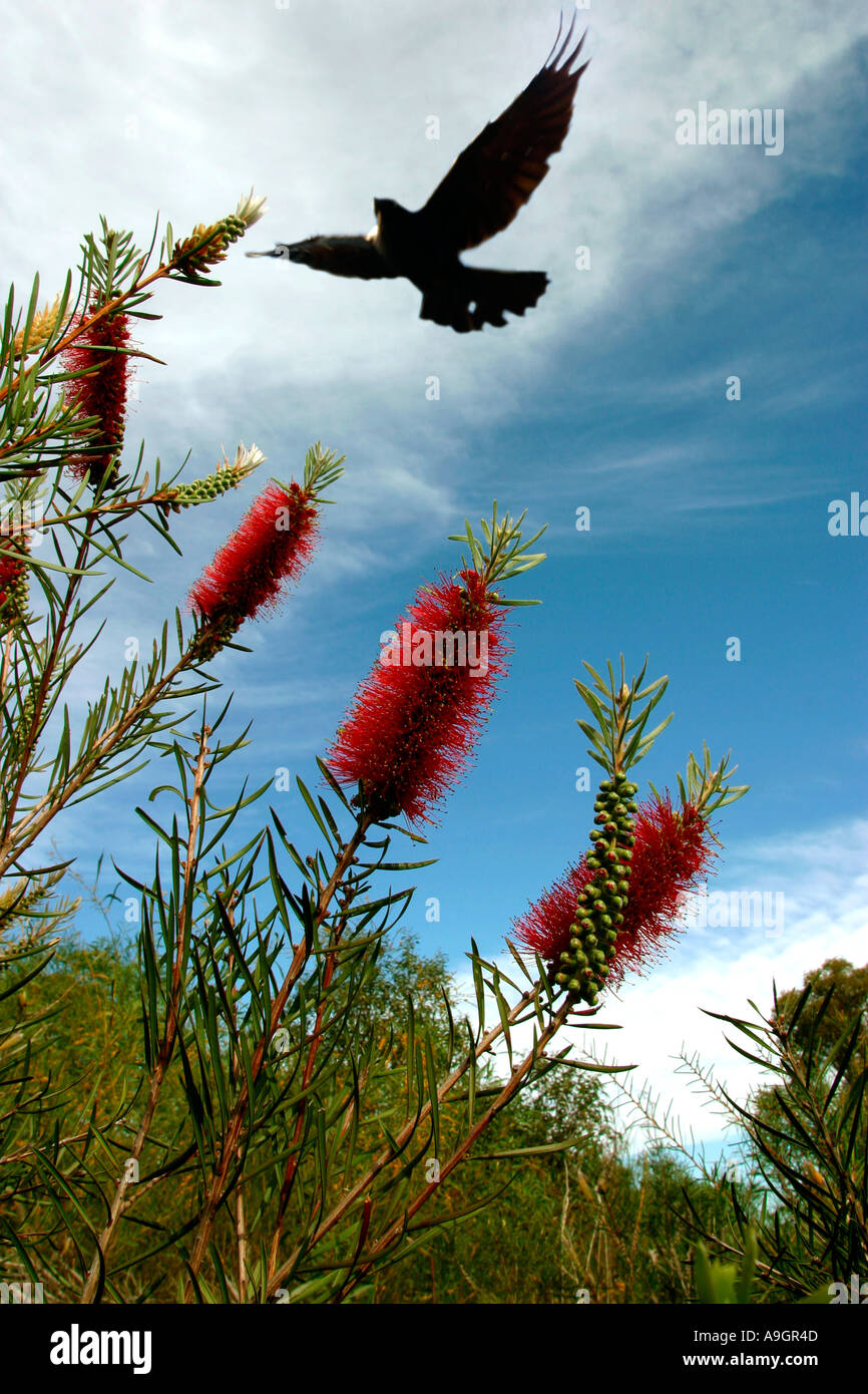 Red bottle brush plants hi-res stock photography and images - Alamy