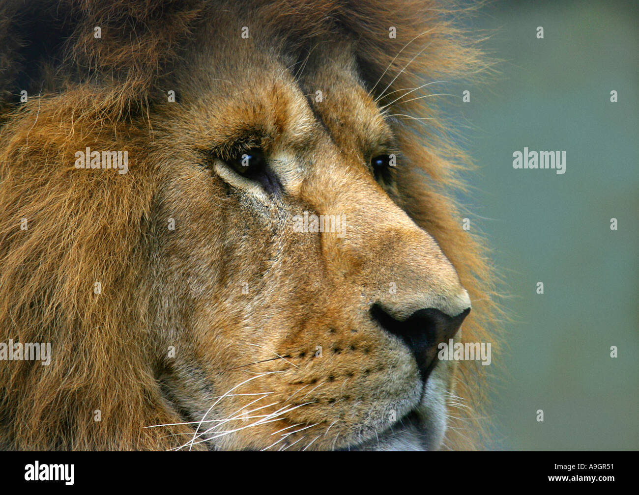 lion (Panthera leo), portrait of a male lion Stock Photo - Alamy
