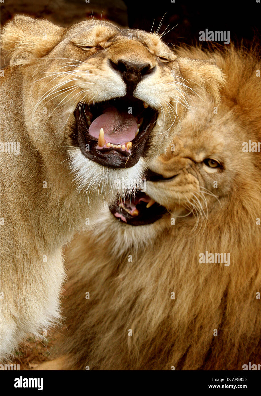 Lion panthera leo lioness growling hi-res stock photography and images ...