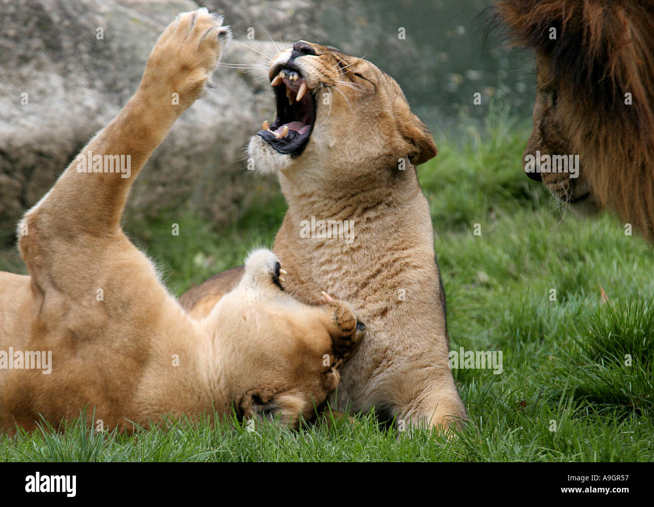 Barbary lion (Panthera leo leo), two lioness snarling Stock Photo - Alamy