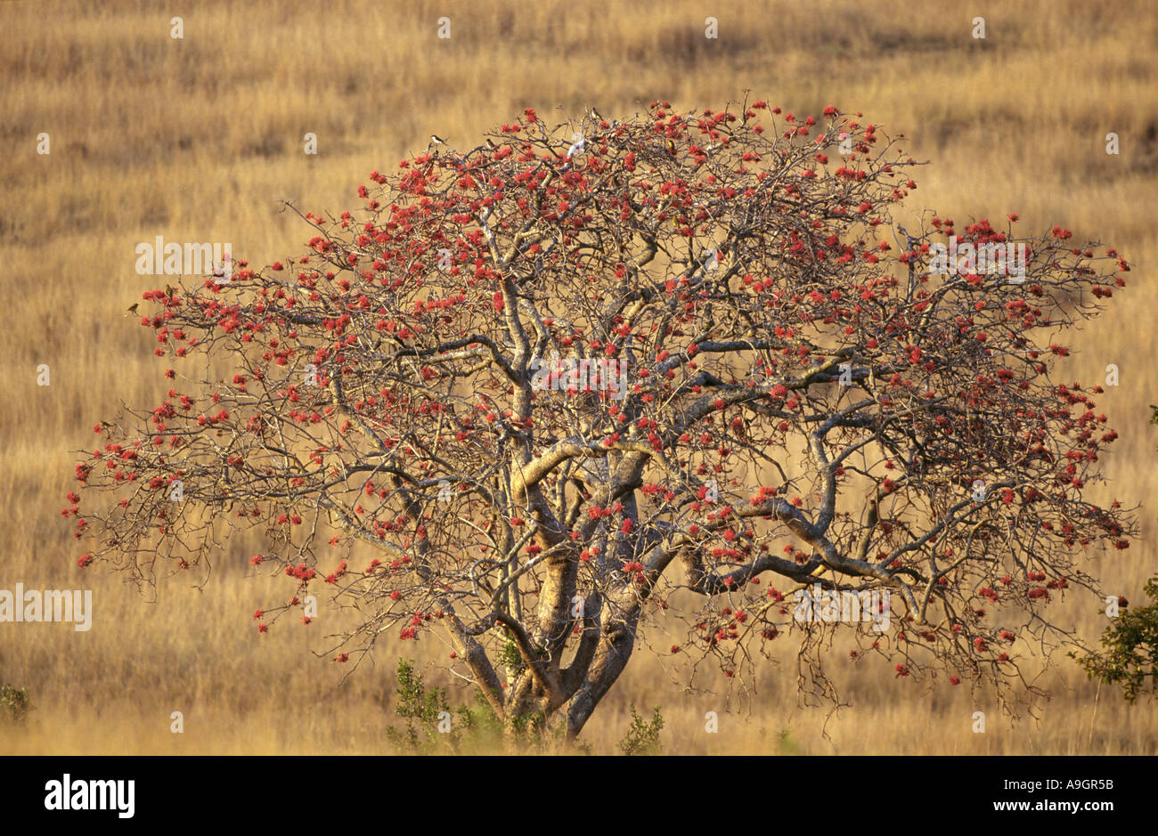Red hot poker tree (Erythrina livingstonia), blooming, South Africa ...