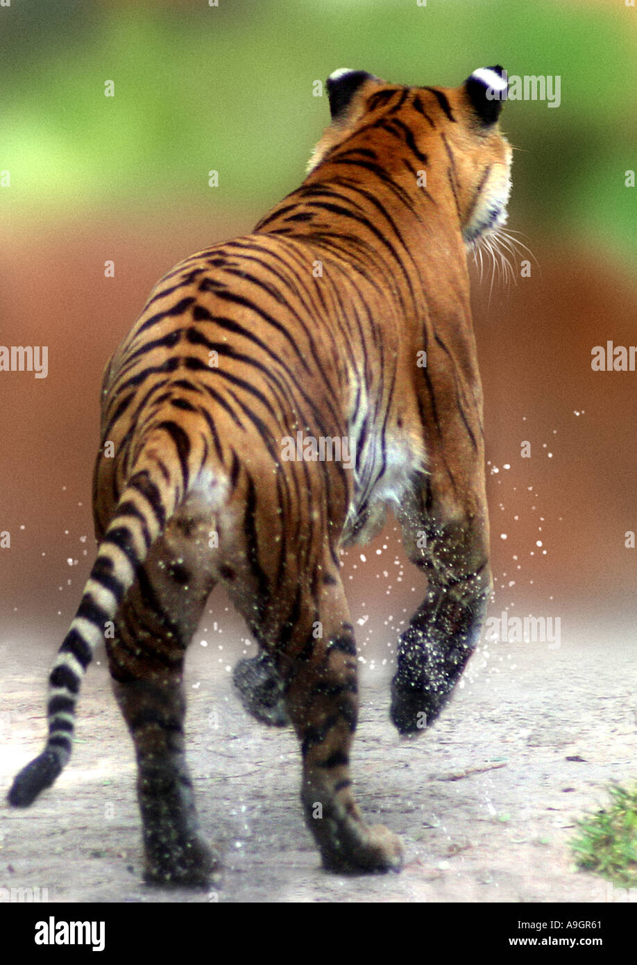 Bengal tiger (Panthera tigris tigris), rear view Stock Photo - Alamy