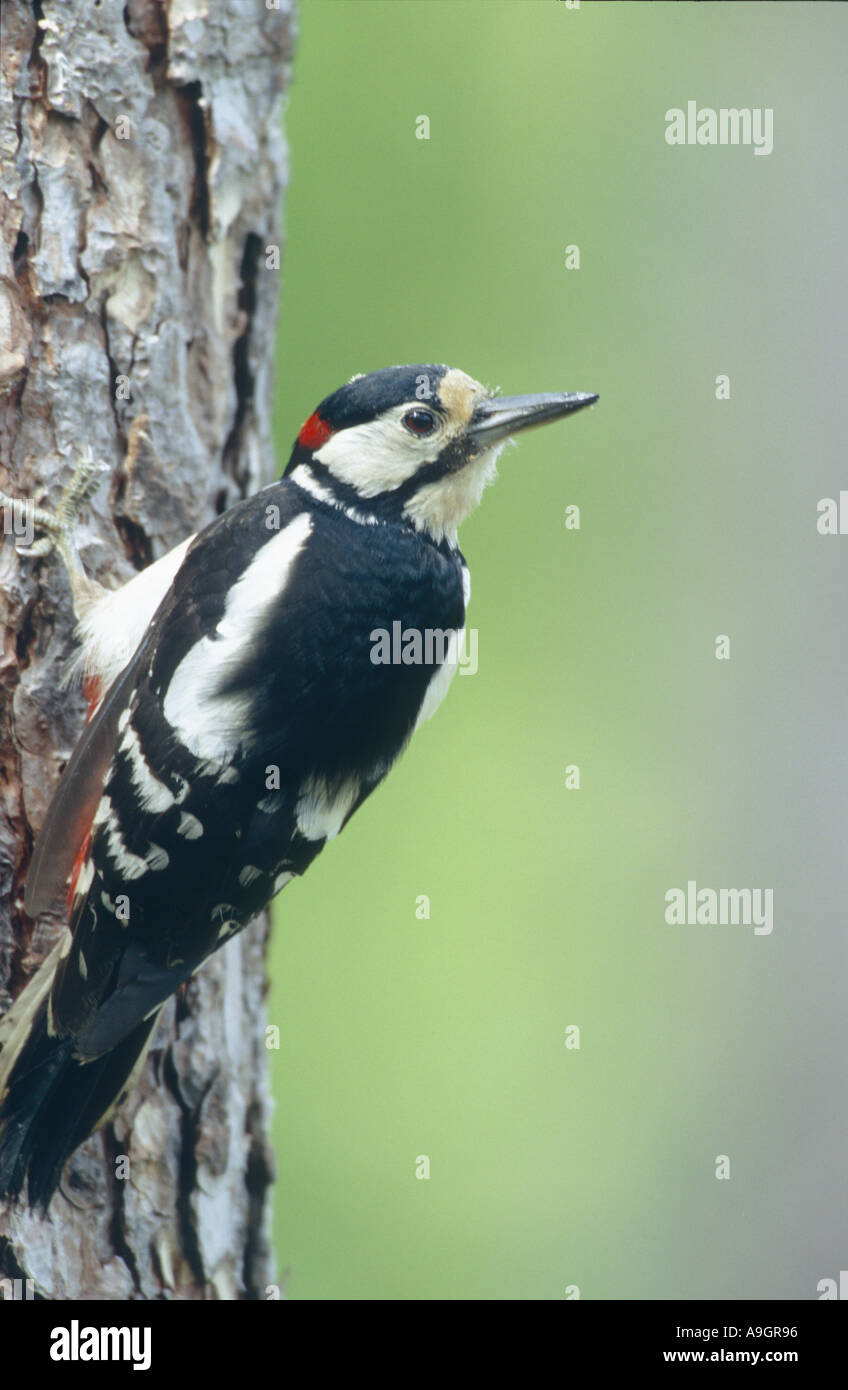 great spotted woodpecker (Picoides major, Dendrocopos major), portrait ...