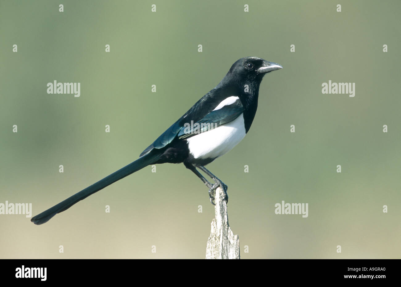 black-billed magpie (Pica pica), portrait, Germany, North Rhine ...