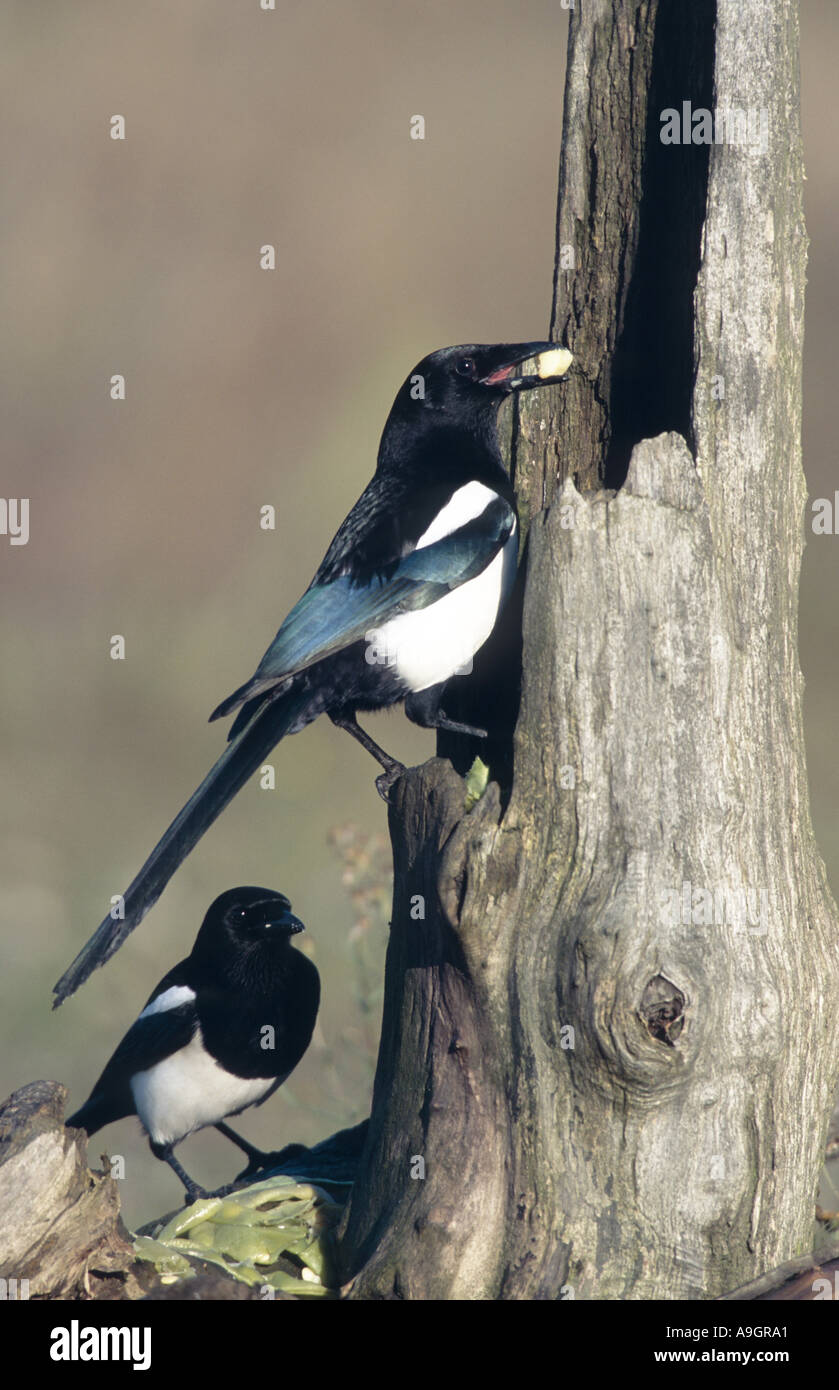 black-billed magpie (Pica pica), portrait, food in the bill, Germany ...