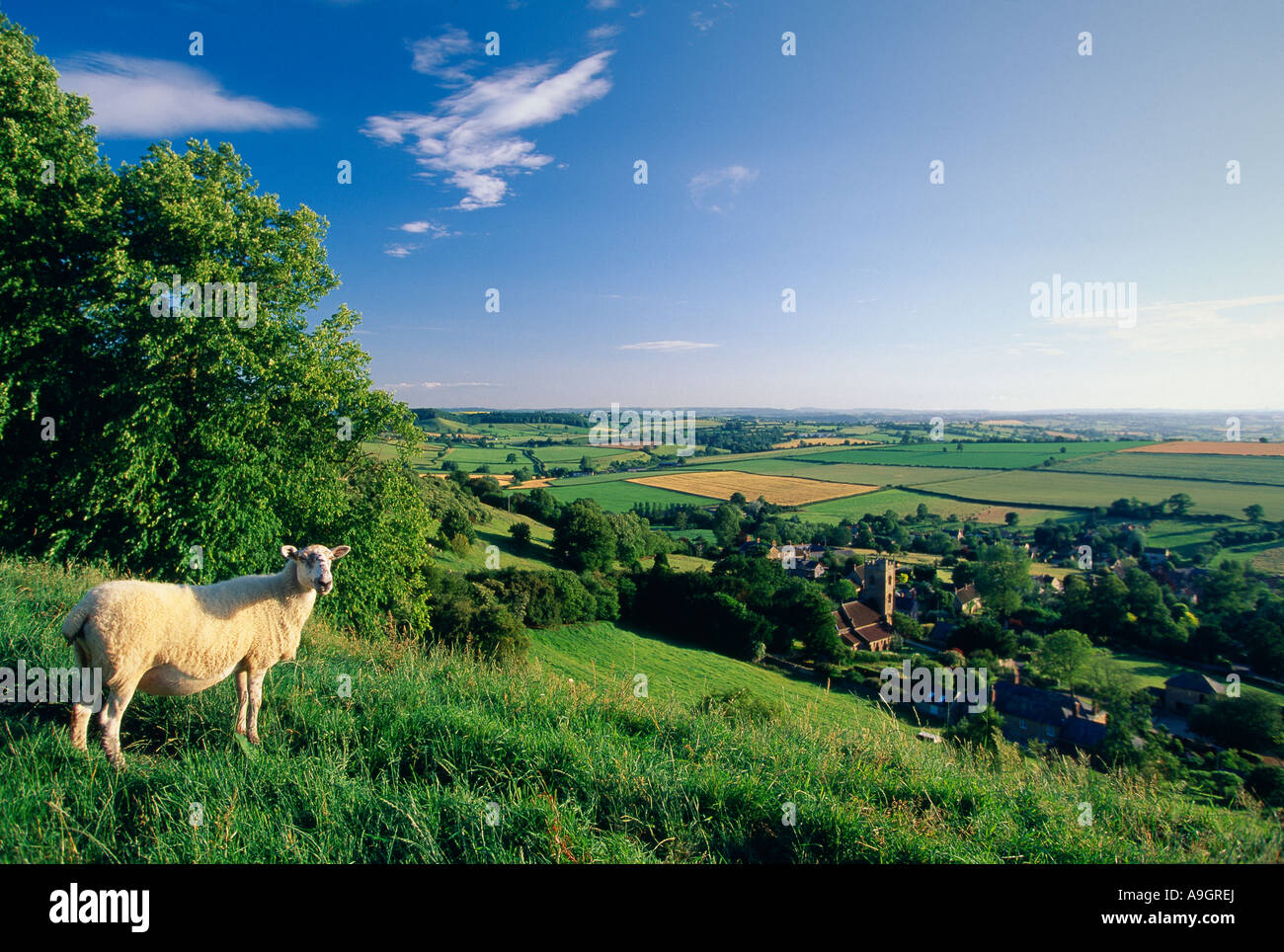 Sheep English Countryside Sheep High Resolution Stock Photography and ...