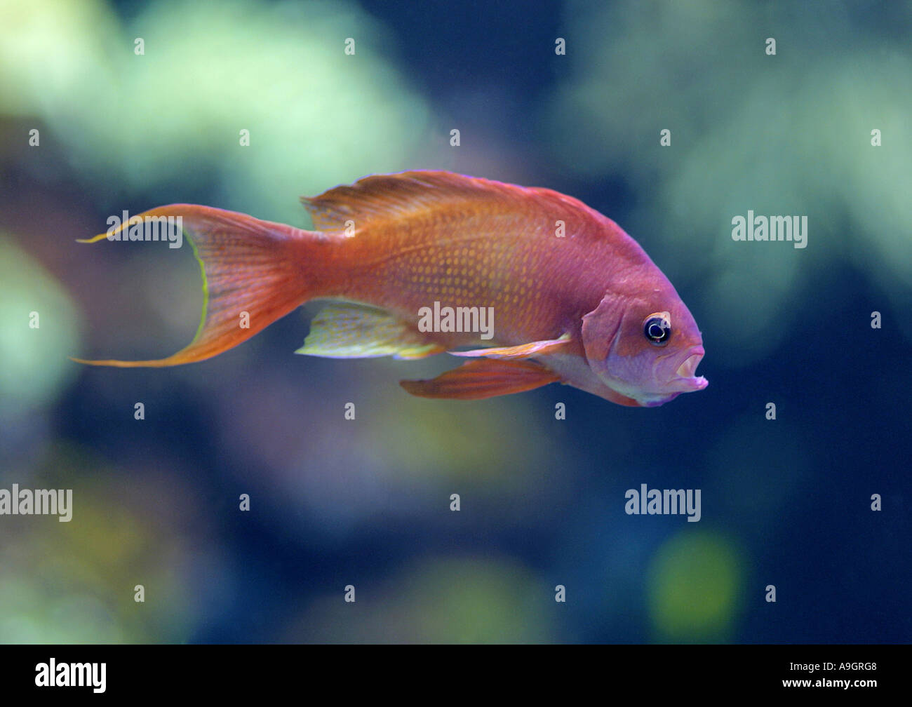 lyretail anthias (Pseudanthias squamipinnis), Red Sea, Indian Ocean ...
