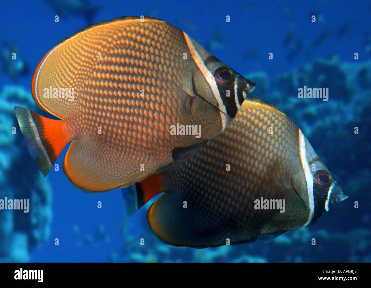 red-tailed butterflyfish (Chaetodon collare), couple, distribution ...