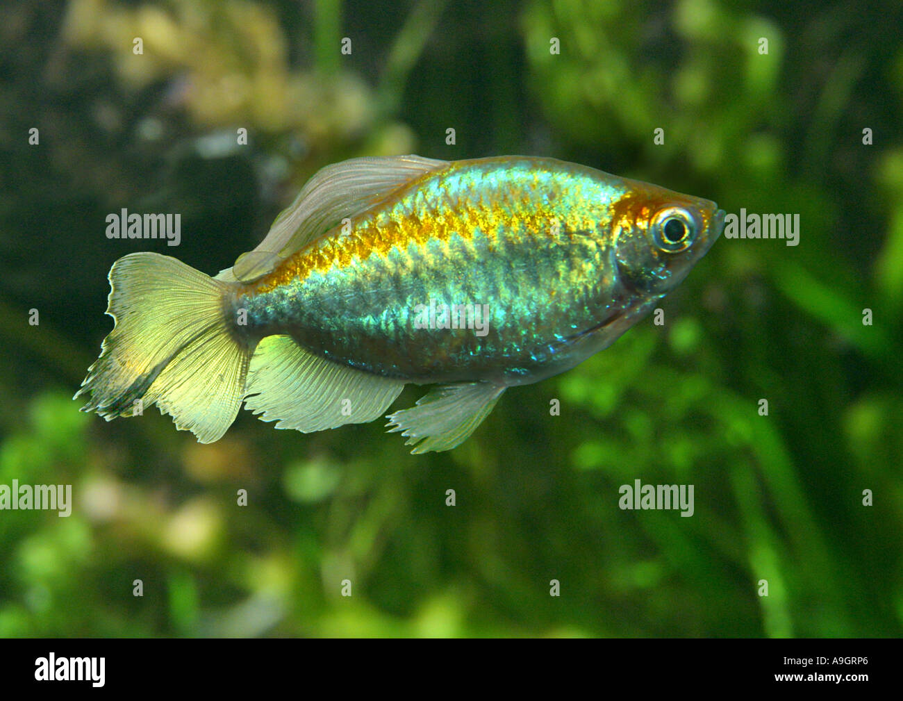 Congo tetra phenacogrammus spec hi-res stock photography and images - Alamy