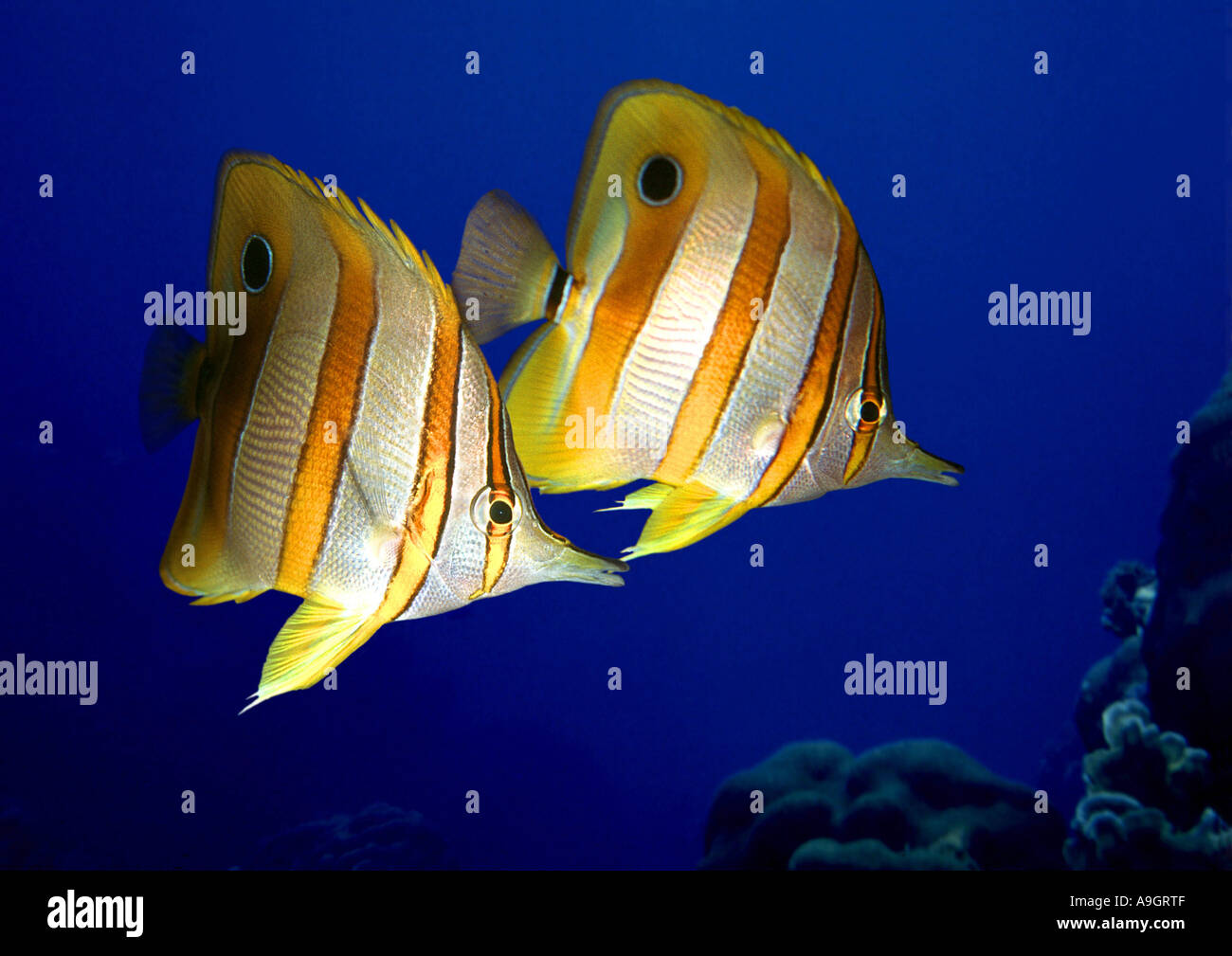 copper-banded butterflyfish, copperband butterflyfish, long-nosed ...