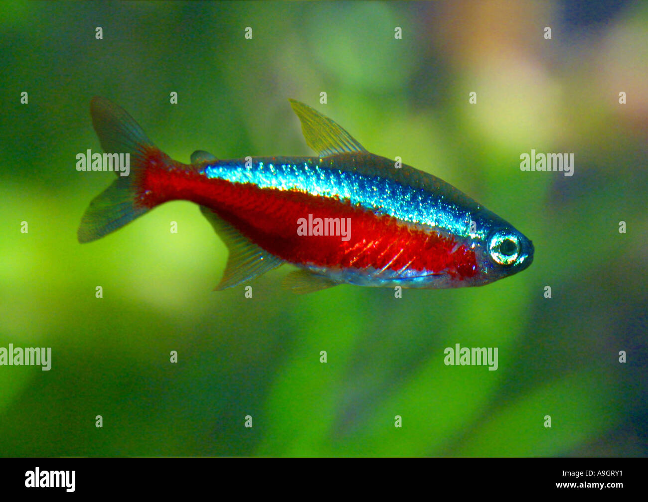 cardinal tetra (Cheirodon axelrodi, Paracheirodon axelrodi ...