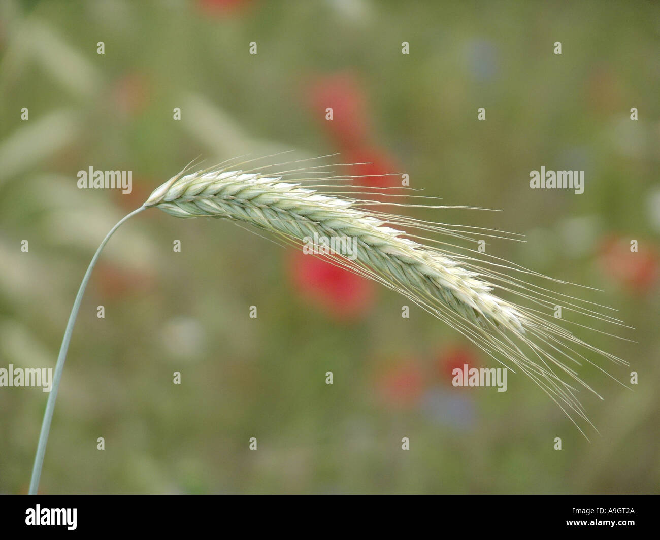 Six rowed barley hordeum hi-res stock photography and images - Alamy